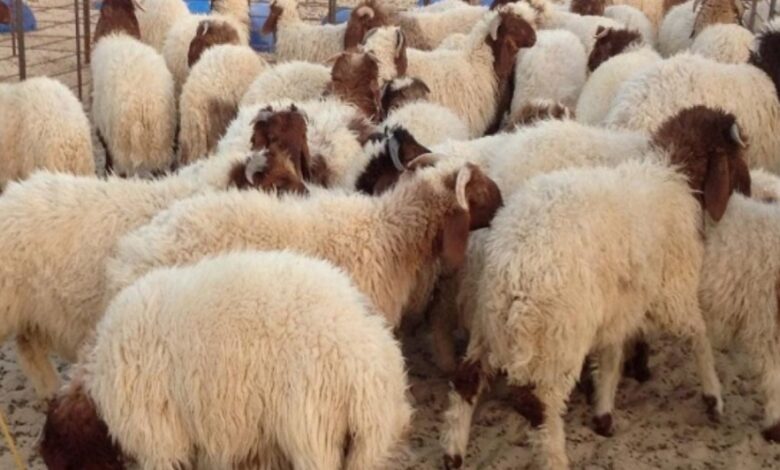 لماذا نحن غنم | العربي الأصيل